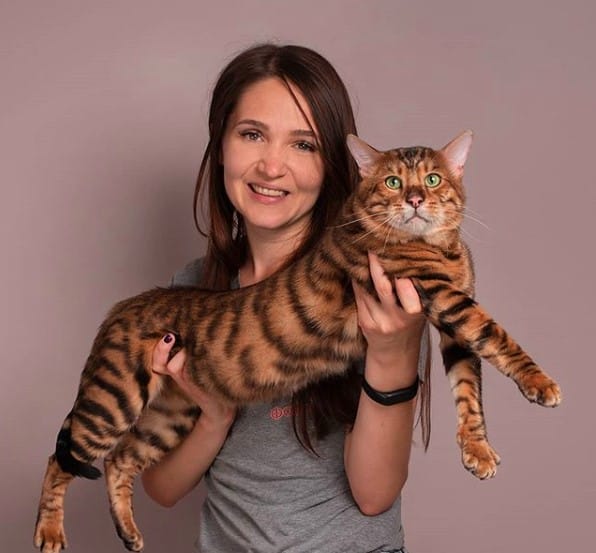 14 General Characteristics Of Toyger Cats - PetPress