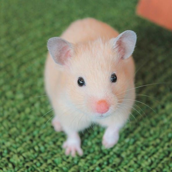 14 Hamster Care Tips - PetPress