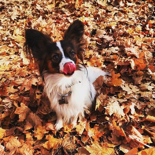 14 Best Papillon Pictures to Make Your Day (And Life) Better - PetPress