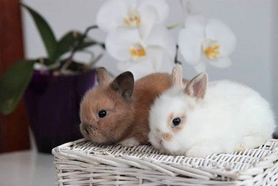 15 Tips For Caring For A Decorative Rabbit - PetPress