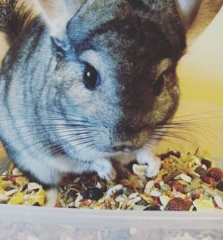 15 Chinchilla Nutrition Tips - Page 2 of 3 - PetPress