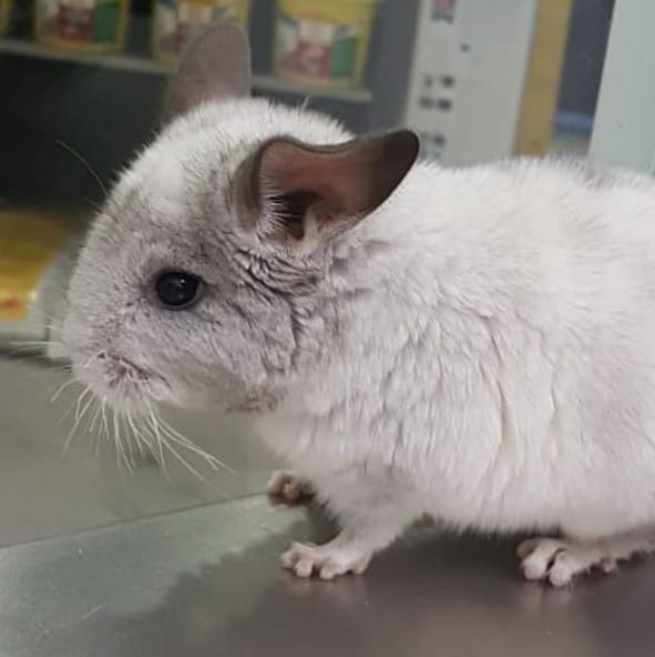 The 14 Most Interesting Facts About Chinchillas - Page 2 of 3 - PetPress