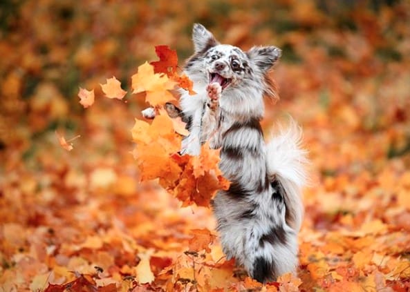 14 Best Papillon Pictures to Make Your Day (And Life) Better - PetPress