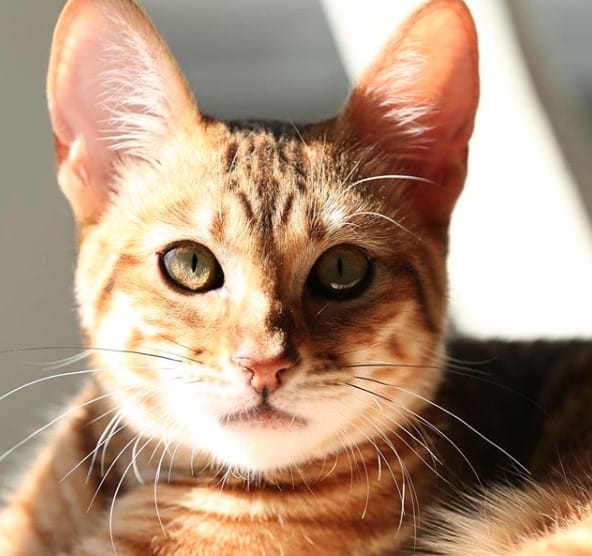 14 Characteristics Of Standard Toyger Cats - PetPress