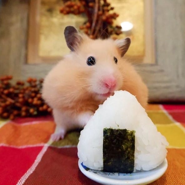 14 Hamster Care Tips - PetPress