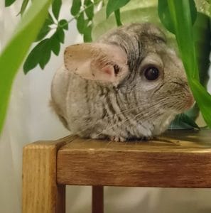 15 Chinchilla Nutrition Tips - PetPress