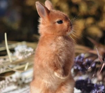 15 Tips For Caring For A Decorative Rabbit - PetPress