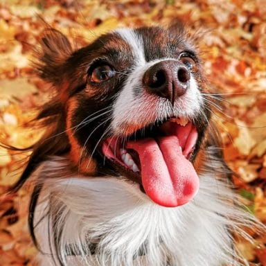 14 Best Papillon Pictures to Make Your Day (And Life) Better - PetPress
