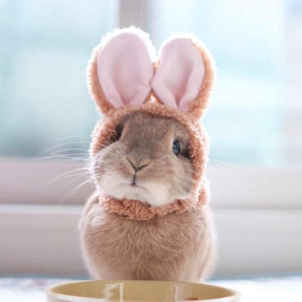 15 Pros And Cons Of Decorative Rabbits That You Should Know