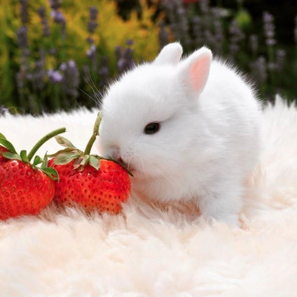 15 Tips For Caring For A Decorative Rabbit - PetPress