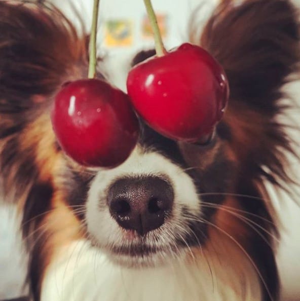 14 Best Papillon Pictures to Make Your Day (And Life) Better - PetPress