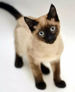 14 Tips for Taking Care of Your Siamese Cat That You should Know