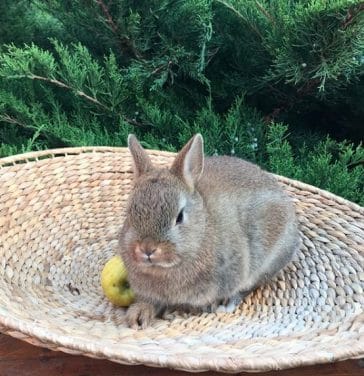 15 Tips For Caring For A Decorative Rabbit - PetPress