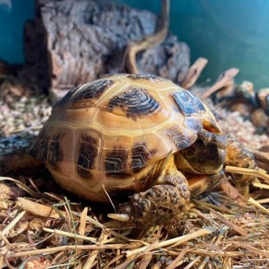 15 Pros And Cons Of Keeping Turtles In The House