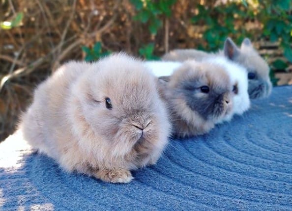 15 Tips For Caring For A Decorative Rabbit - PetPress