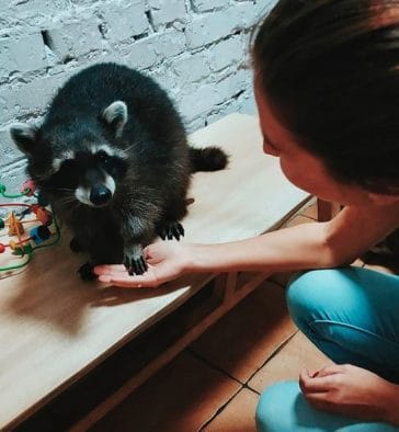 14 Nutrition And Care Tips For Raccoons - Page 2 of 3 - PetPress