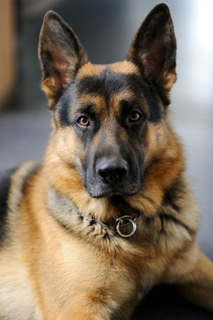 14 Astonishing Facts About The German Shepherd - PetPress