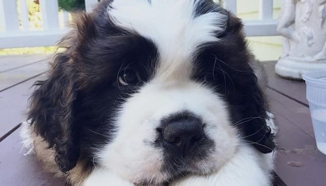 15 Big Facts About St. Bernards - PetPress