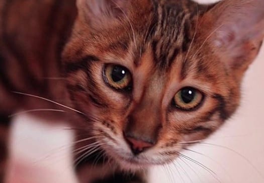 14 General Characteristics Of Toyger Cats - Page 2 of 3 - PetPress