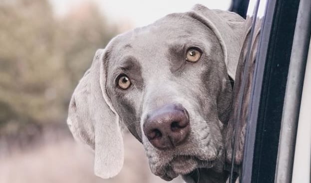14 Noble Facts About Weimaraners - PetPress