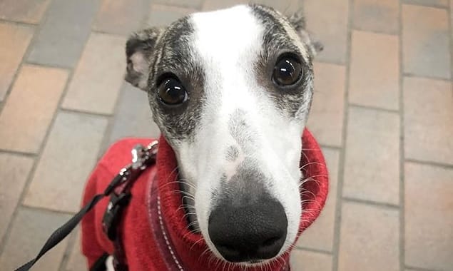 14 Quick Facts About Whippets - PetPress