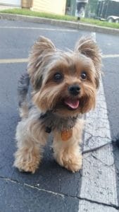 14 Photos Of Yorkshire Terriers That You Will Love - PetPress