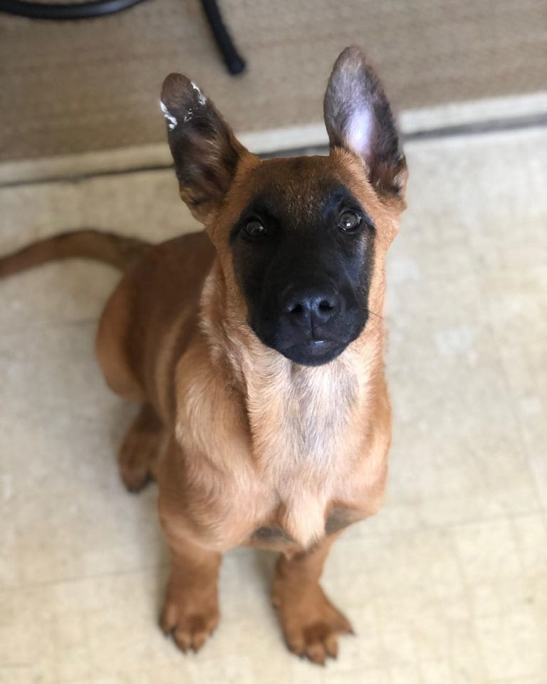 14 Amazing Facts About Belgian Malinois - Page 2 of 4 - PetPress