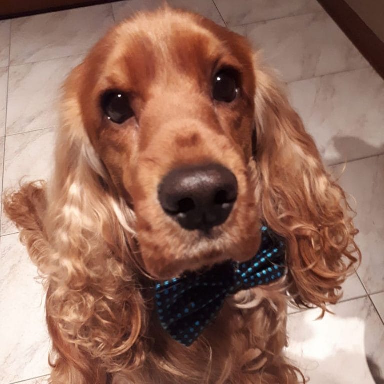 14 Facts About English Cocker Spaniels - Page 2 of 4 - PetPress