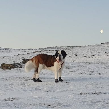 14 Facts About Massive And Huge Saint Bernards - Page 3 of 4 - PetPress