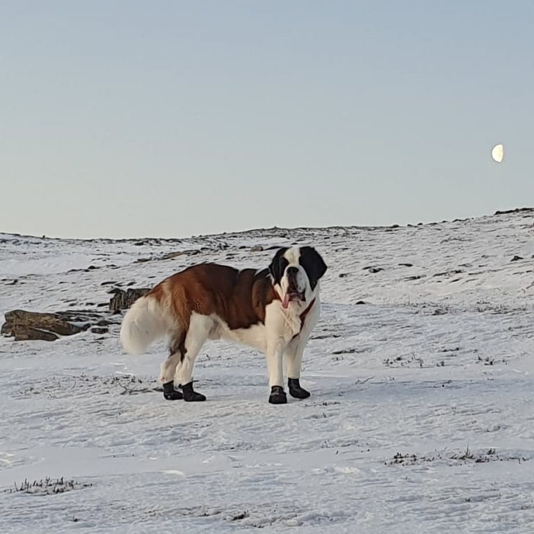 14 Facts About Massive And Huge Saint Bernards - Page 3 of 4 - PetPress
