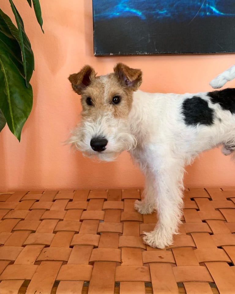 14 Lovely Things About Wire Fox Terriers - PetPress