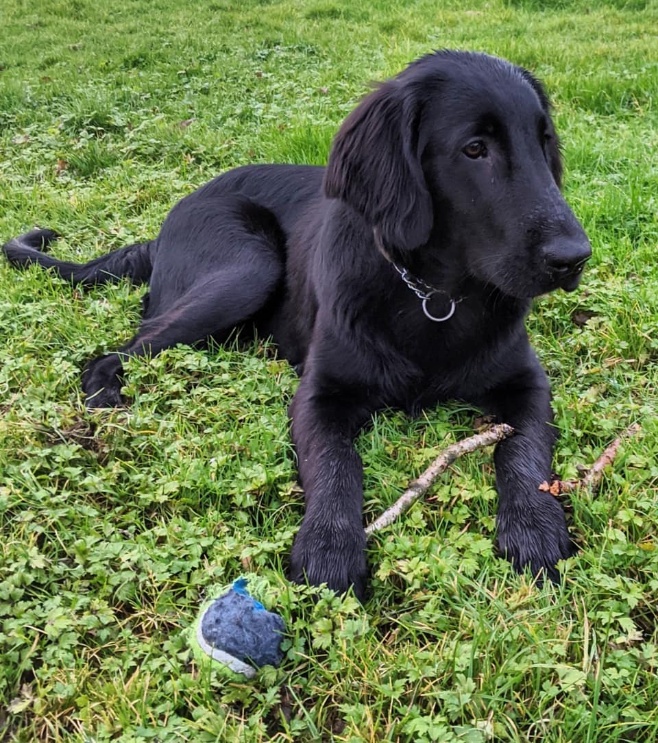 14 Things To Know About Flat-Coated Retrievers - Page 2 of 4 - PetPress