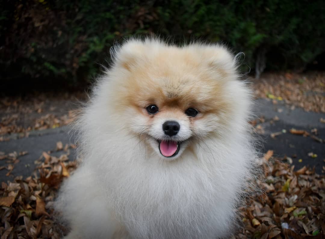 14 Fluffy Facts About Pomeranians - Page 2 of 4 - PetPress