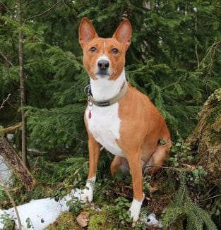 14 Super-Smart Facts About the Basenji - PetPress