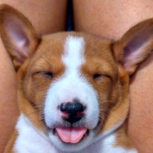 14 Things To Know About Basenji Dogs - PetPress