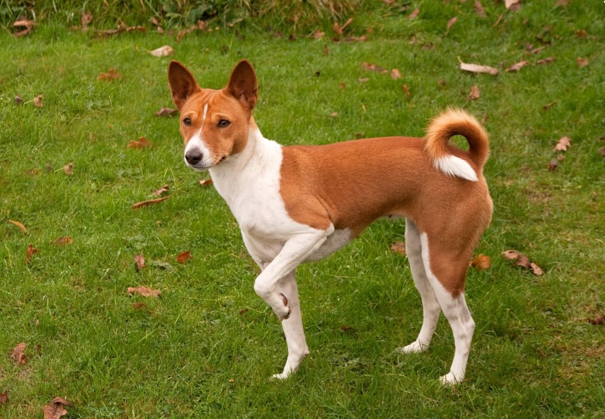 14 Unexpected Facts About Basenjis - Page 3 of 3 - PetPress