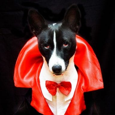 14 Adorable Pictures of Basenjis You’ll Love Instantly - PetPress