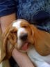 14 Funny Photos Of Basset Hounds That Will Make You Smile And Double ...