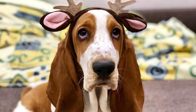The 16 Internet's Most Hilarious Basset Hounds - PetPress