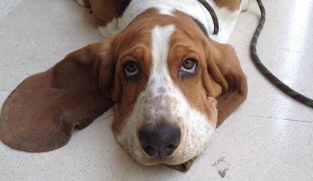 14 Funny Photos Of Basset Hounds That Will Make You Smile And Double ...
