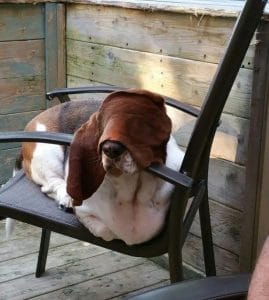 14 Funny Photos Of Basset Hounds That Will Make You Smile And Double ...