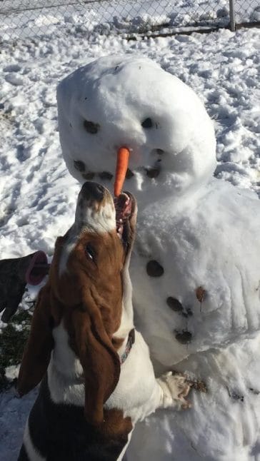 14 Funny Photos Of Basset Hounds That Will Make You Smile And Double ...