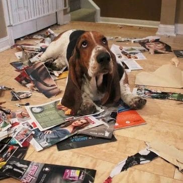 14 Funny Photos Of Basset Hounds That Will Make You Smile And Double ...