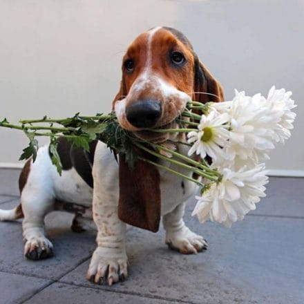 14 Funny Photos Of Basset Hounds That Will Make You Smile And Double ...
