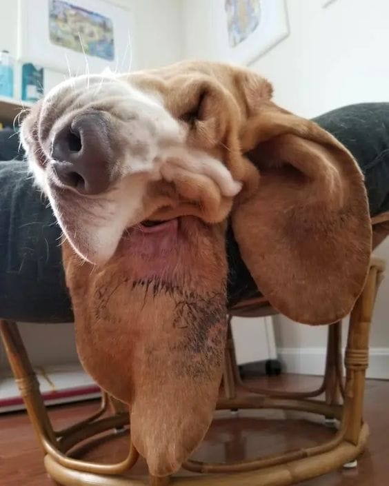 14 Hilarious Basset Hound Pics You Won't Forget - PetPress