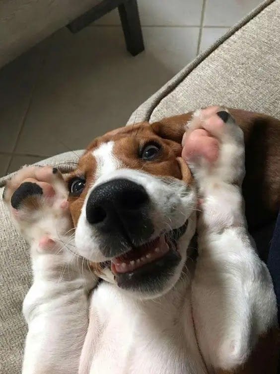 14 Hilarious Basset Hound Pics You Won't Forget - PetPress