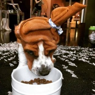 14 Hilarious Basset Hound Pics You Won't Forget - PetPress