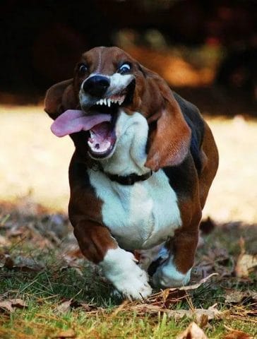 14 Hilarious Basset Hound Pics You Won't Forget - PetPress
