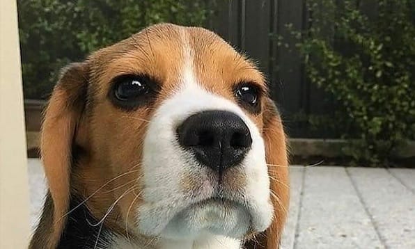15 Beagles Who Are Happy That the Weekend Finally Started - PetPress