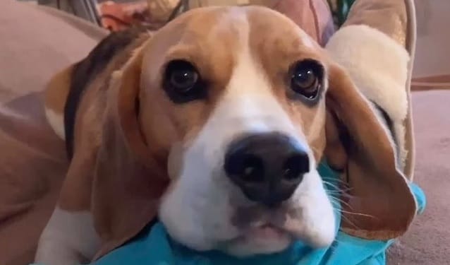 14 Cool Facts You Didn’t Know About Beagles - PetPress